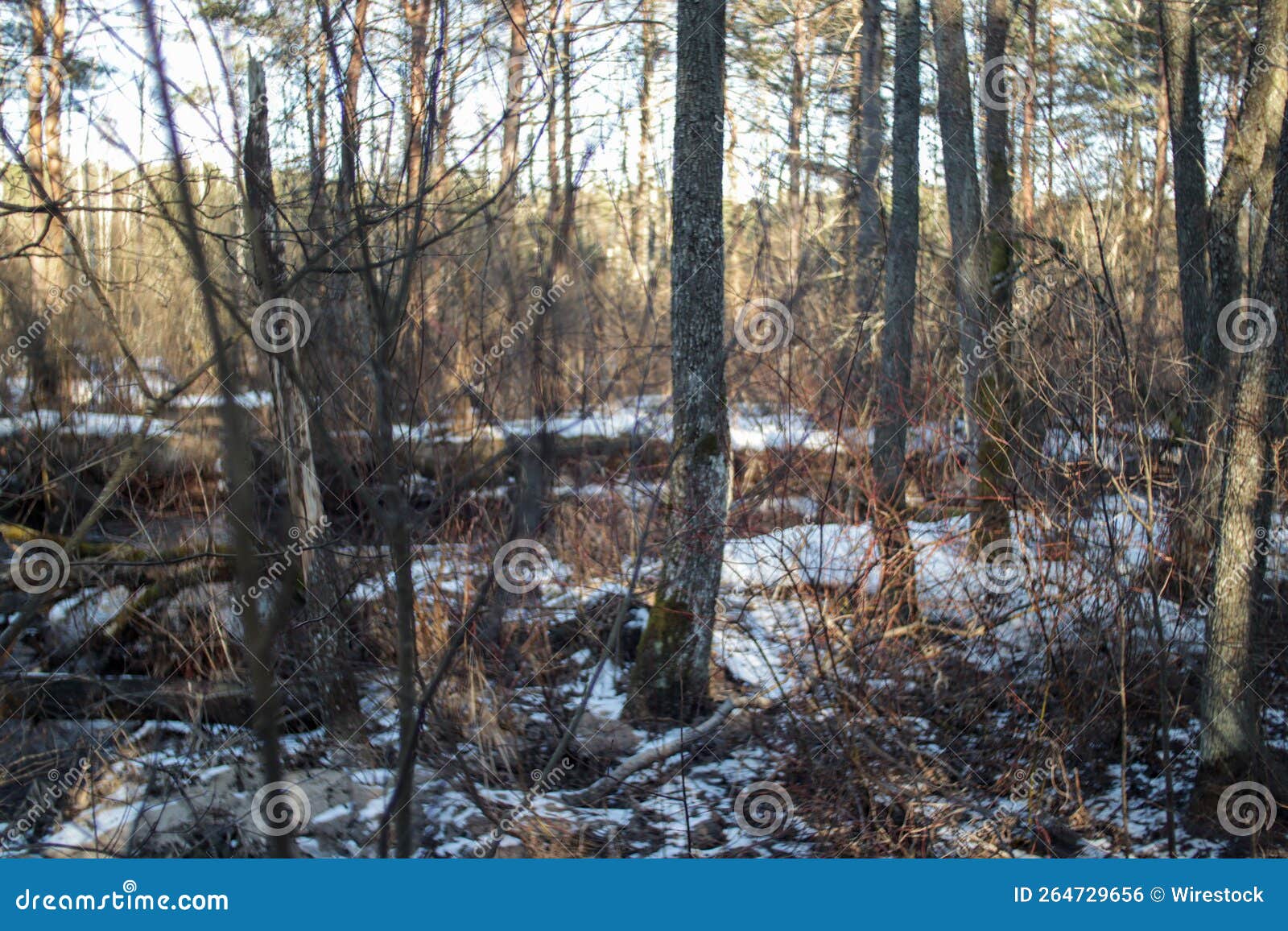 Forest Covered in Snow in Winter Stock Photo - Image of covered, snow: 264729656