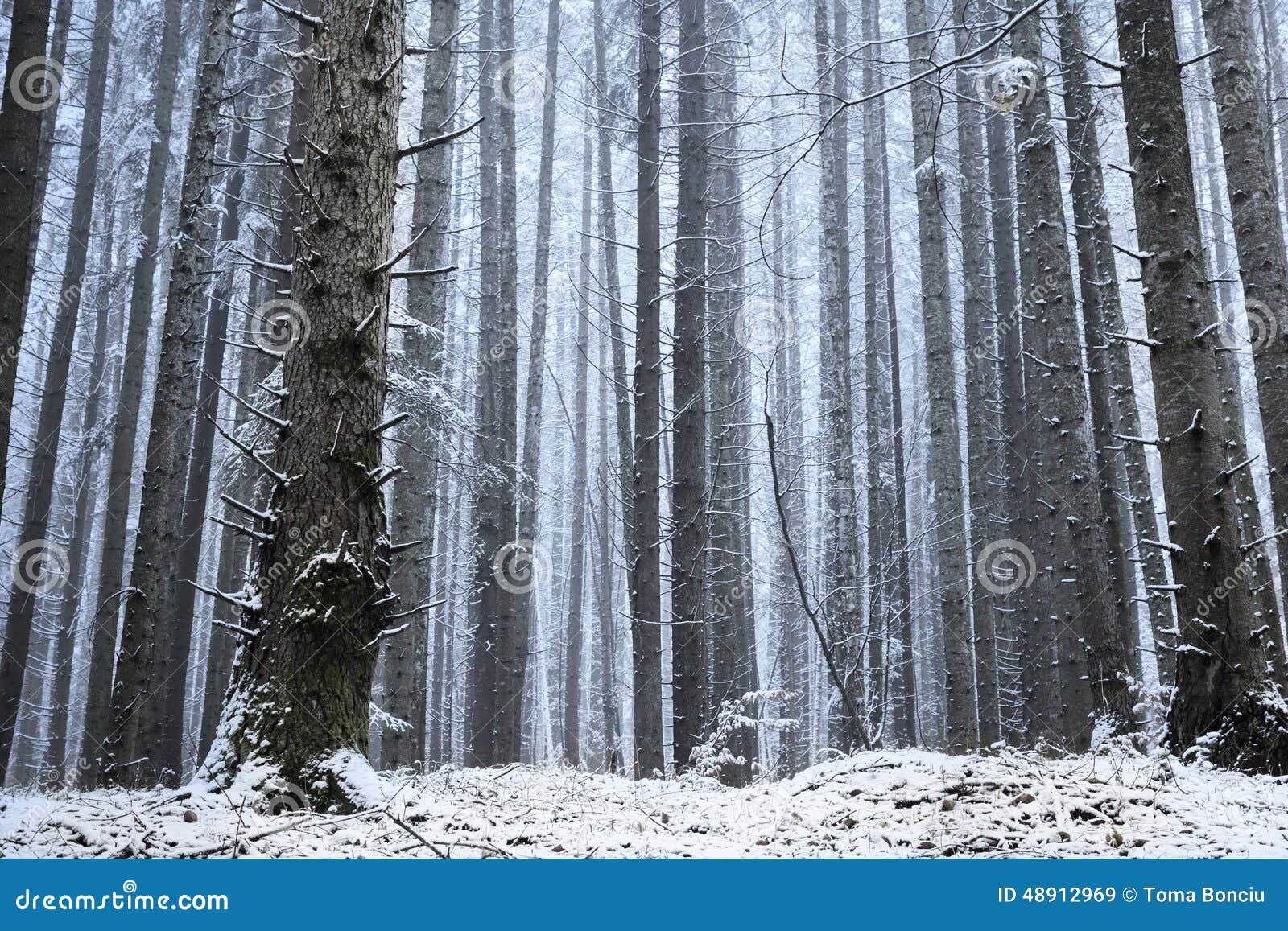 Forest Covered in Snow during Winter Stock Image - Image of forest ...