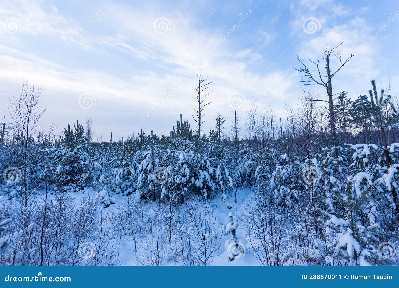 Forest Covered by Snow in Winter Landscape Stock Image - Image of ...