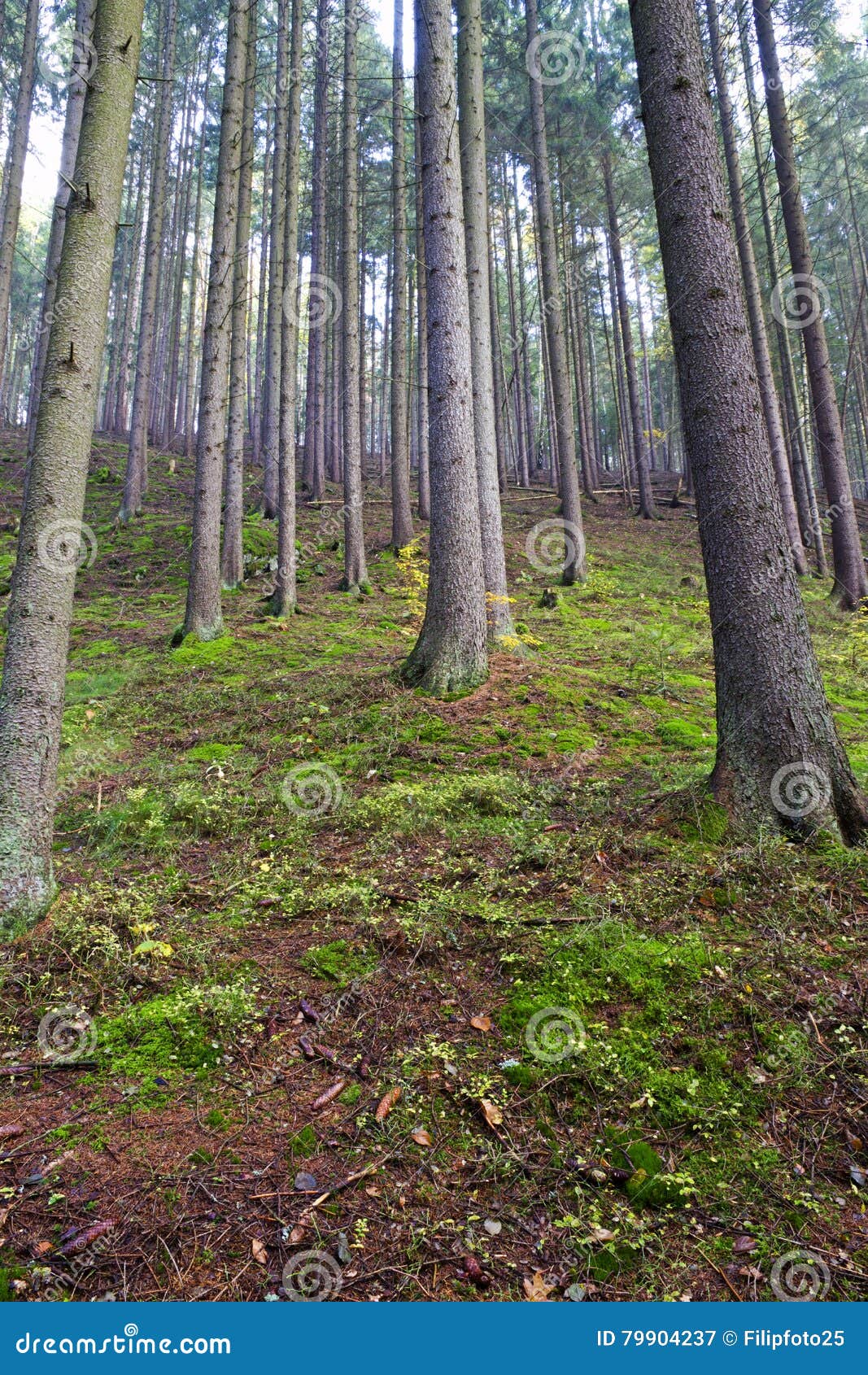 Forest covers moss stock image. Image of ground, ecosystem - 79904237