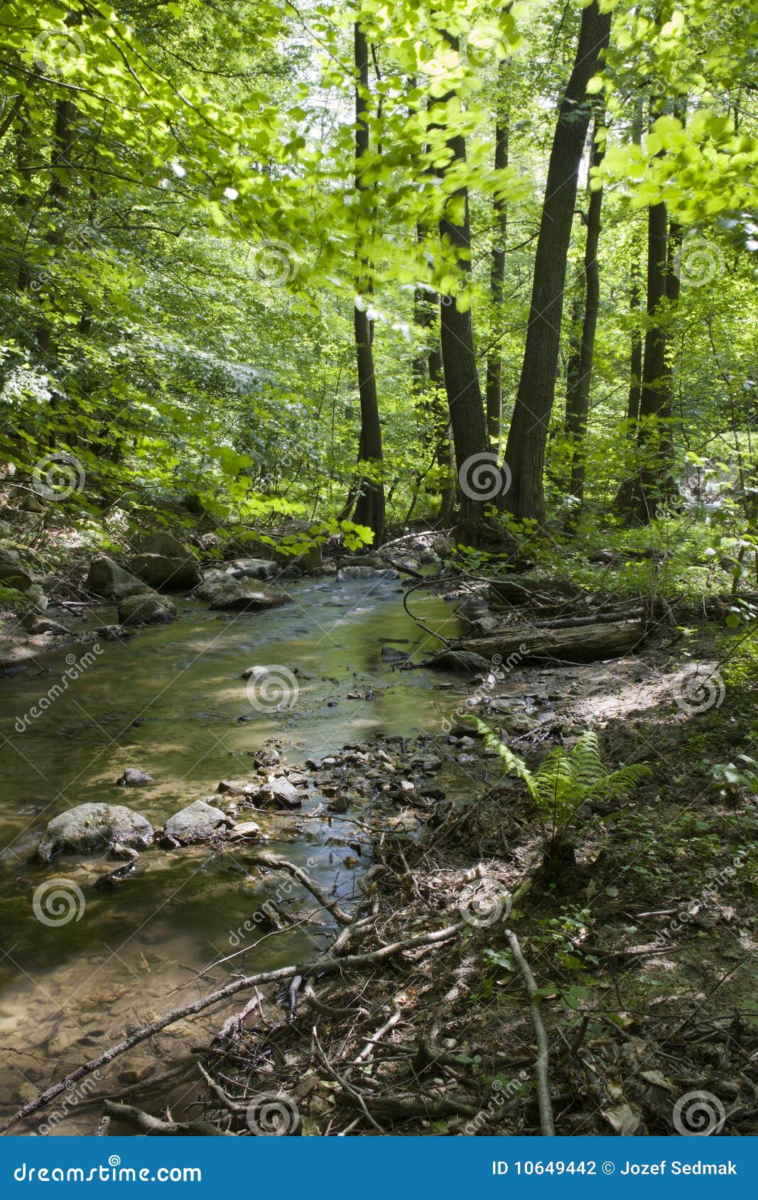 Forest creek stock photo. Image of nature, boulder, fall - 10649442