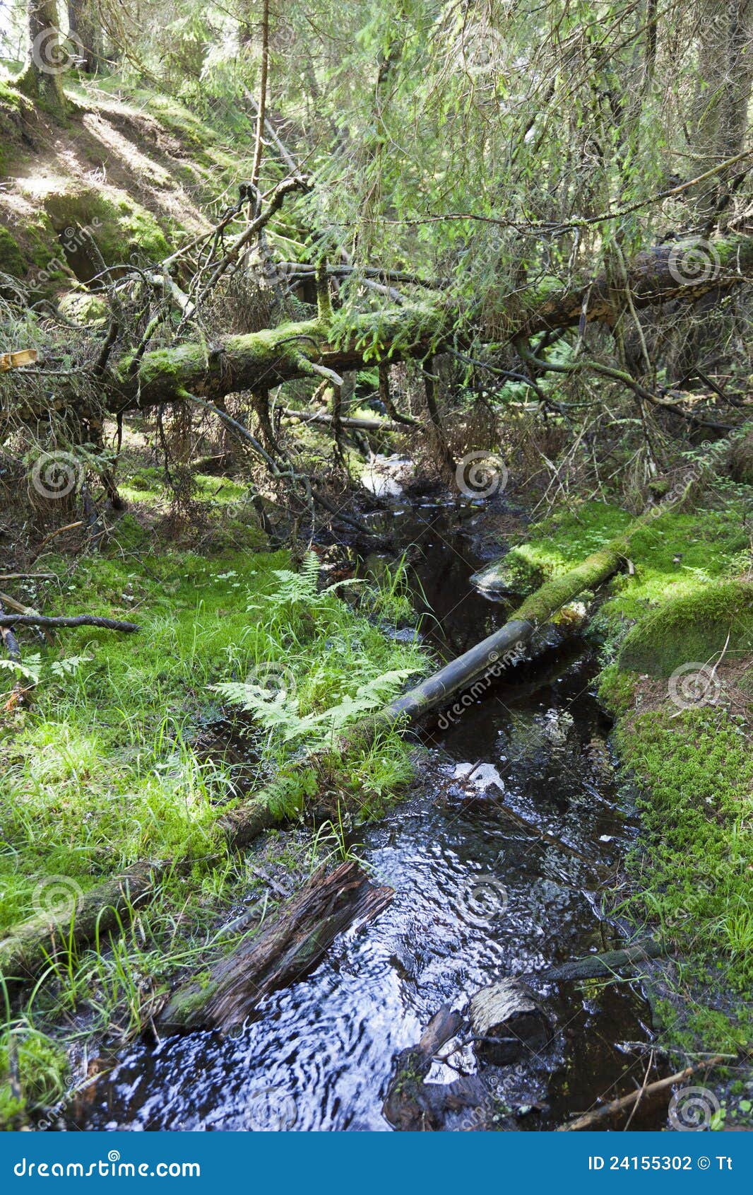 Forest creek stock photo. Image of landscape, fallen - 24155302