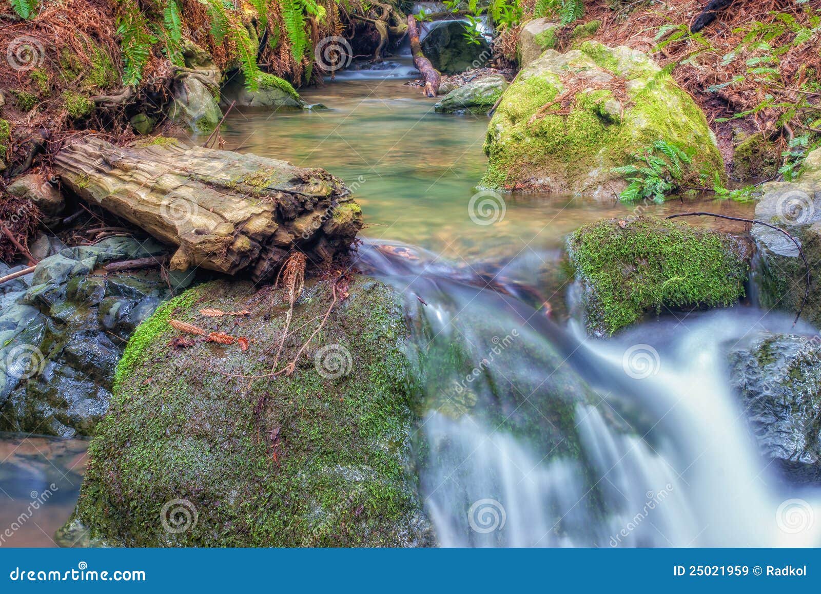 Forest creek stock image. Image of stream, ravine, natural - 25021959