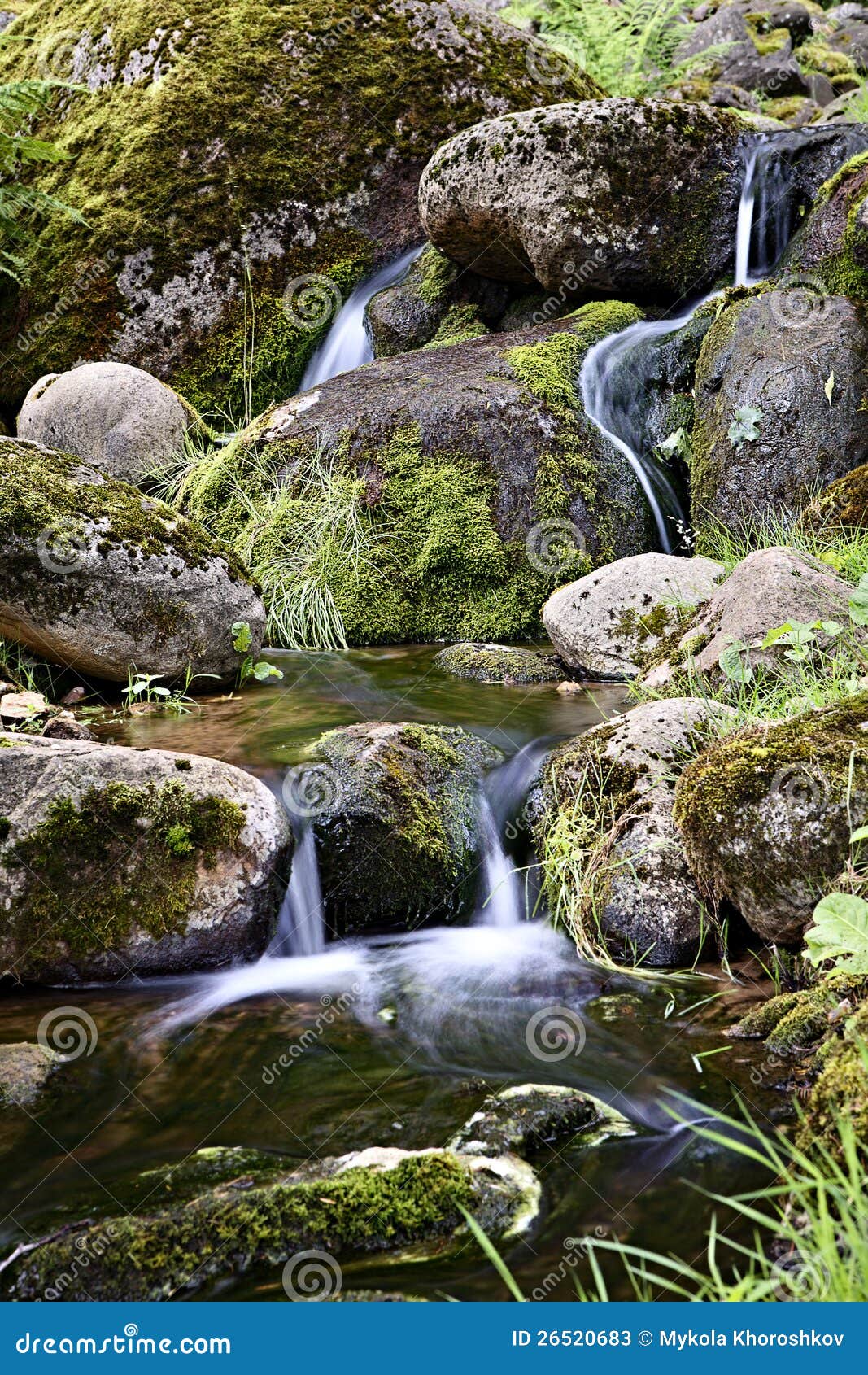 The forest creek stock image. Image of moss, tranquil - 26520683