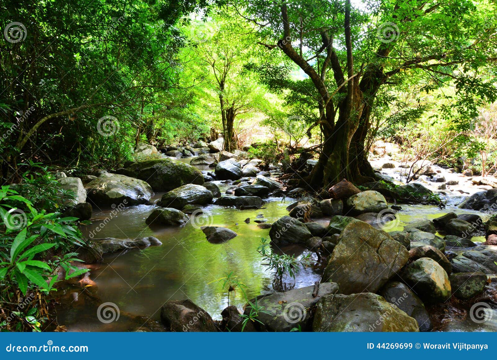 Forest creek stock image. Image of cascade, outdoors - 44269699