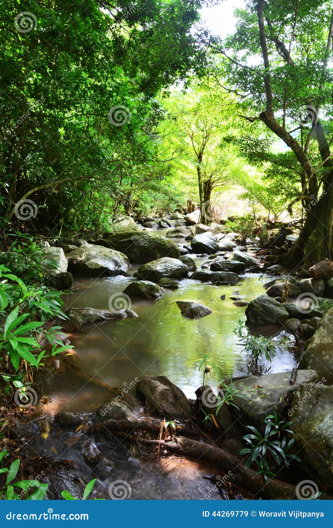 Forest creek stock image. Image of nature, stream, resources - 44269779