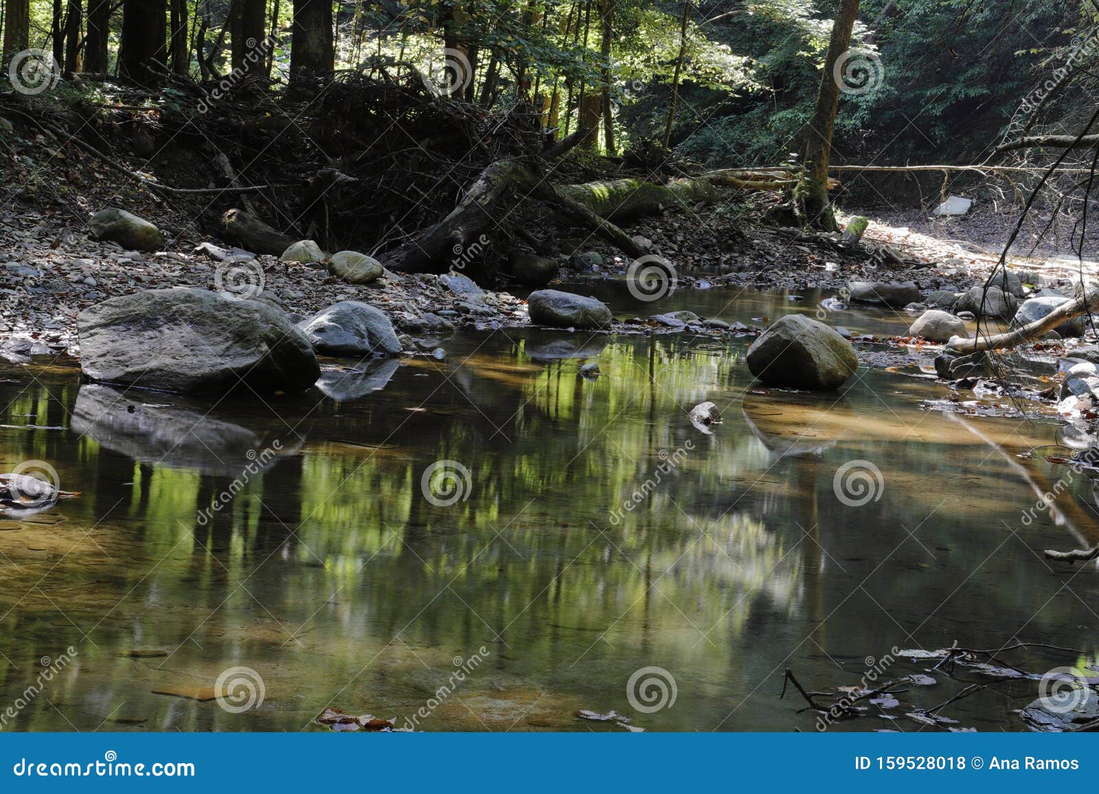 Forest creek stream stock photo. Image of pathway, fall - 159528018