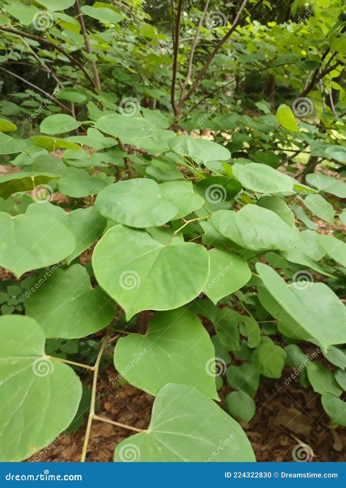 Forest creeper stock photo. Image of nature, leaves - 224322830