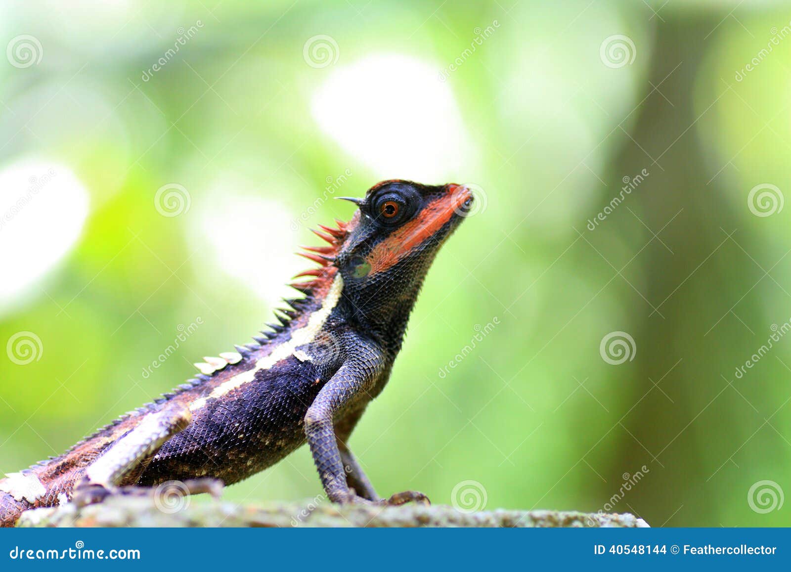 Forest Crested Lizard stock foto. Image of fauna, madagaskar - 40548144