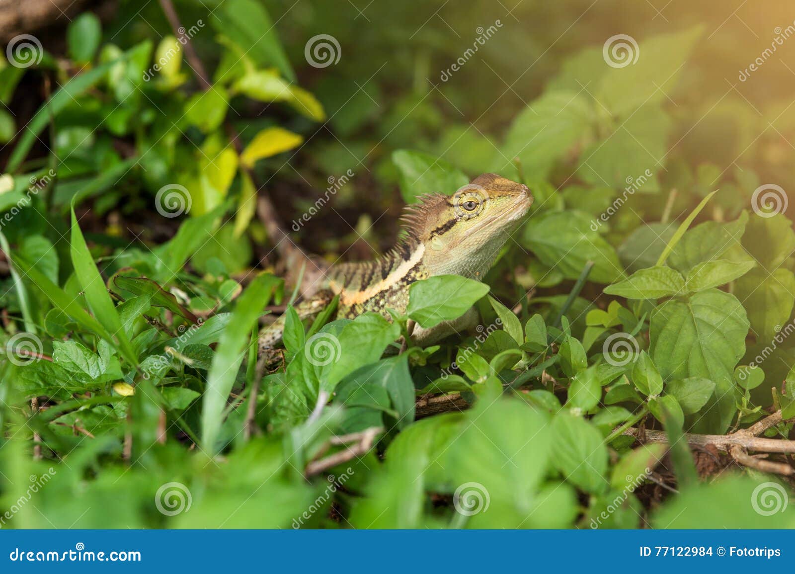 Forest Crested Lizard, Animale: Rettili Fotografia Stock - Immagine di ...