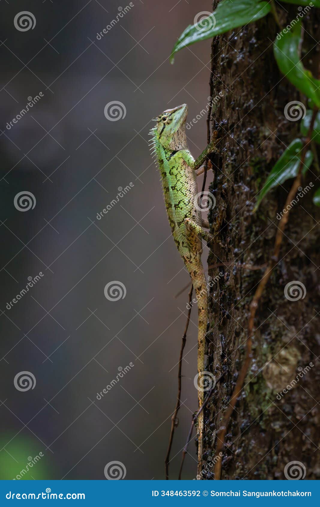 Forest Crested Lizard Climbing on the Tree. Stock Photo - Image of ...