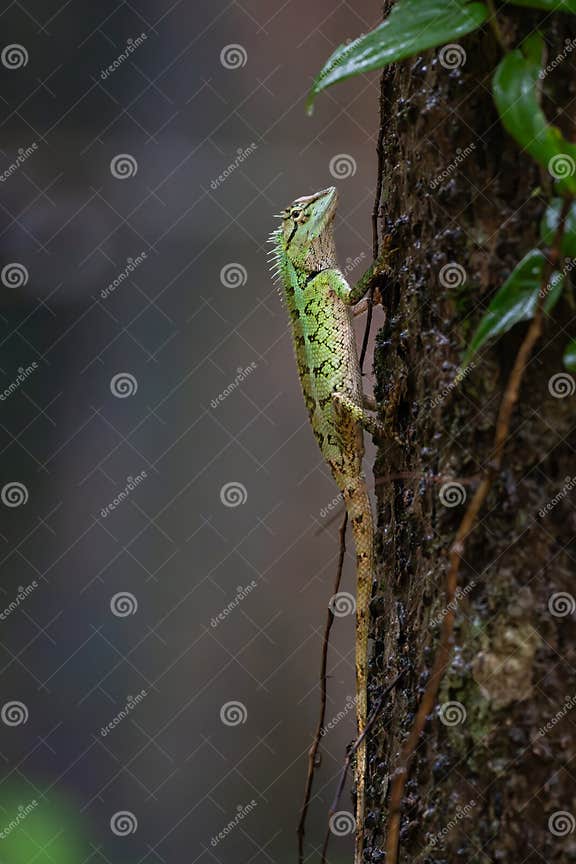 Forest Crested Lizard Climbing on the Tree. Stock Photo - Image of ...