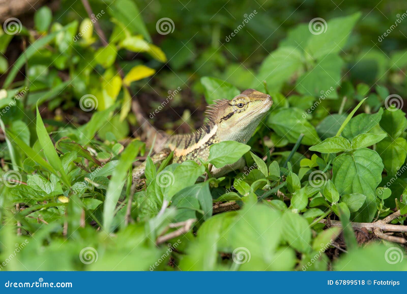 Forest Crested Lizard stock photo. Image of fauna, iguana - 67899518