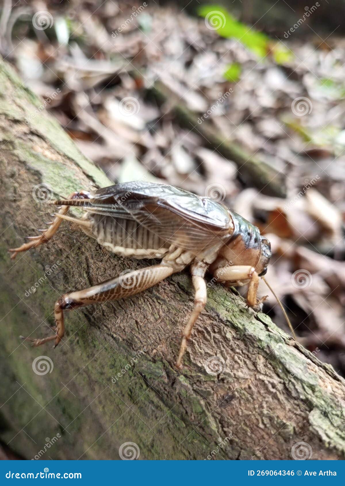 Forest Cricket Teleogryllus Emma Stock Photo - Image of cricket, emma ...