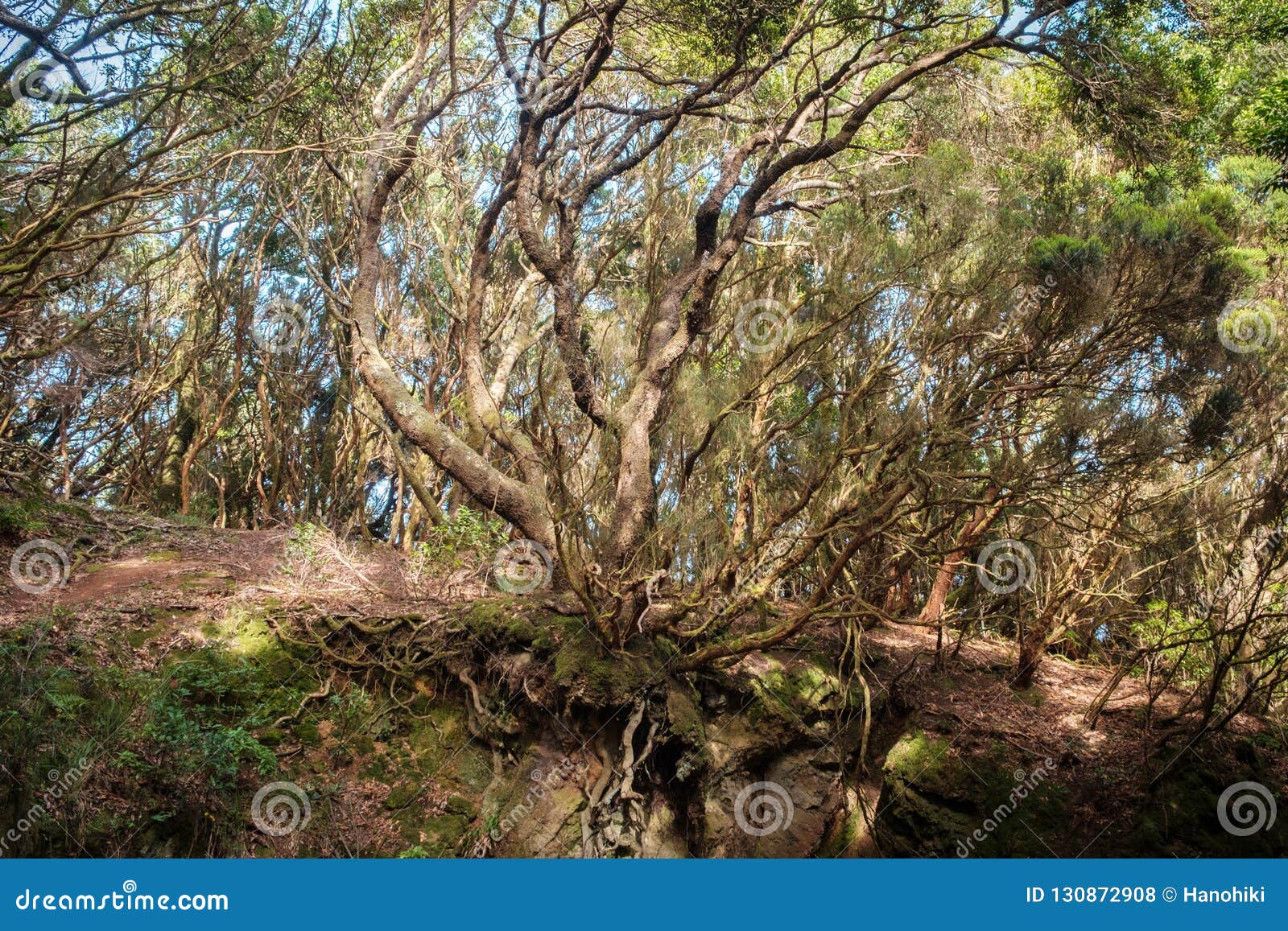 Forest Cross Section, Roots and Laurel Tree in Forest - Stock Photo ...