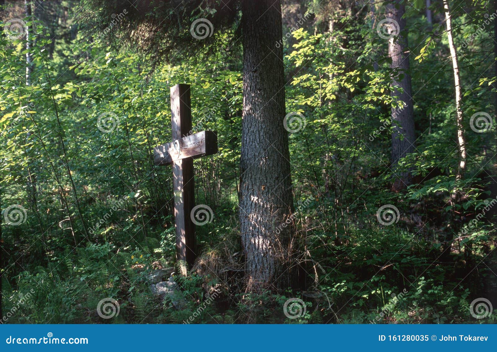 Forest cross stock image. Image of woods, leaves, tree - 161280035