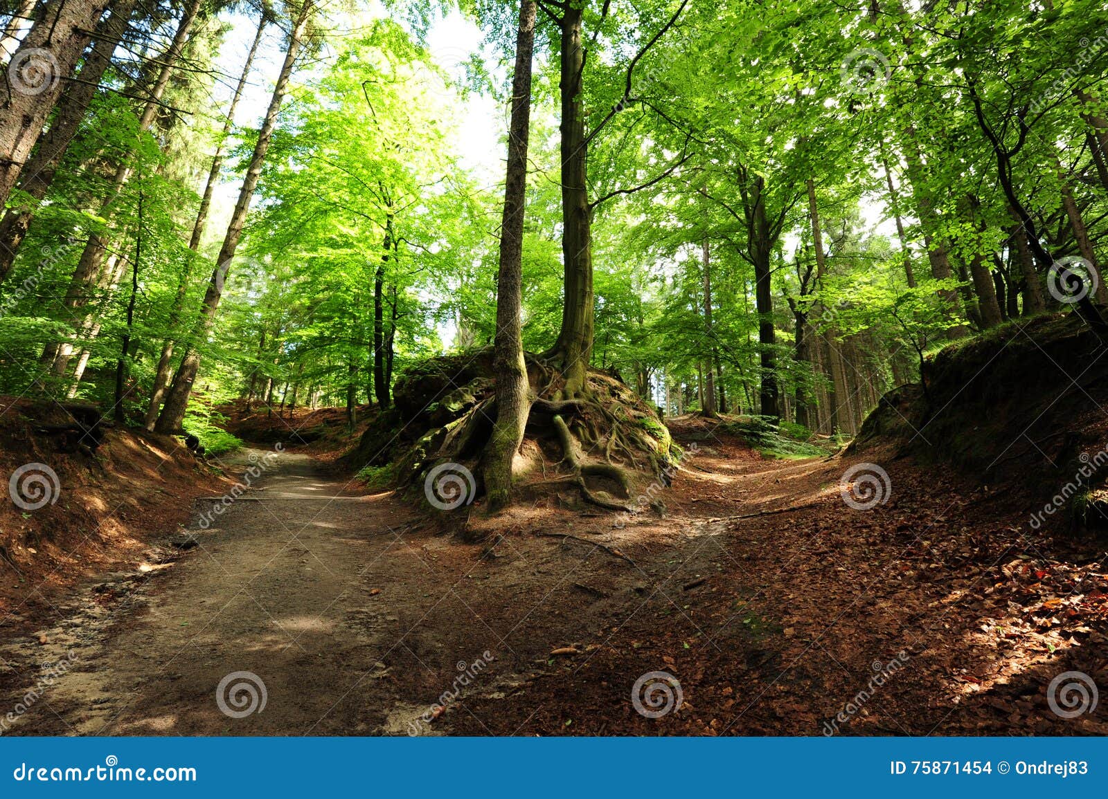 Forest crossroads stock photo. Image of outdoor, crossroads - 75871454