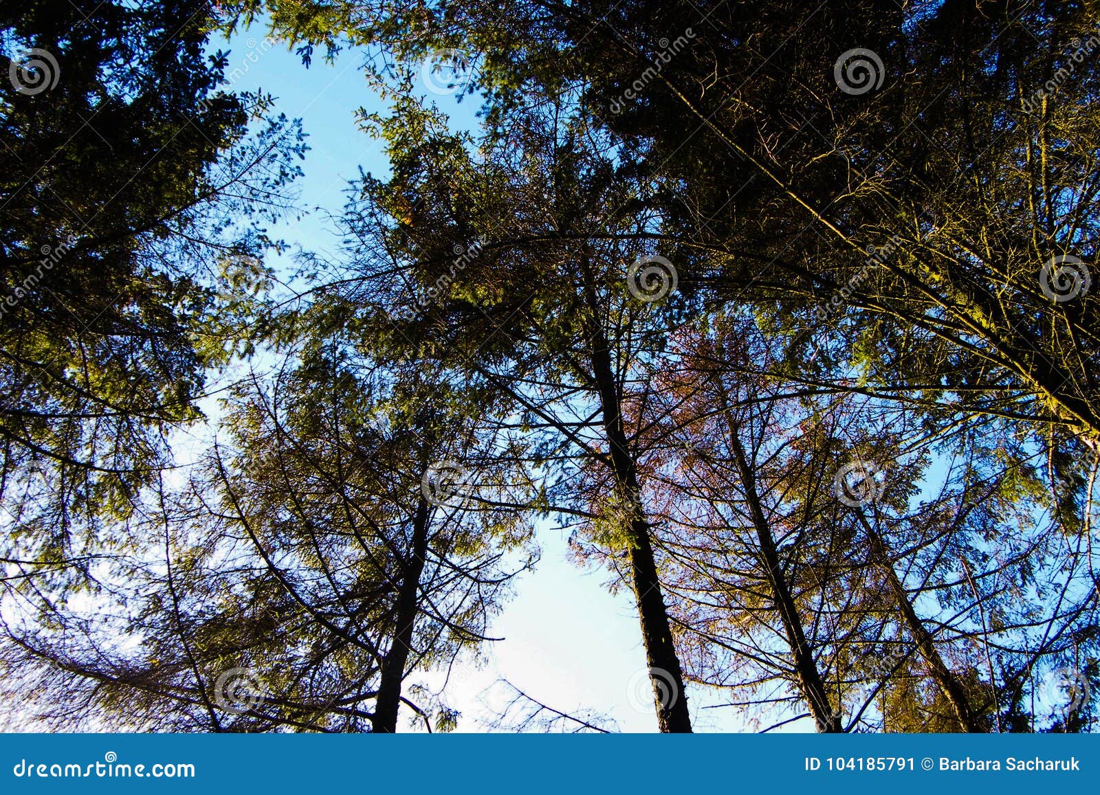 Forest crown tree nature stock image. Image of beauty - 104185791