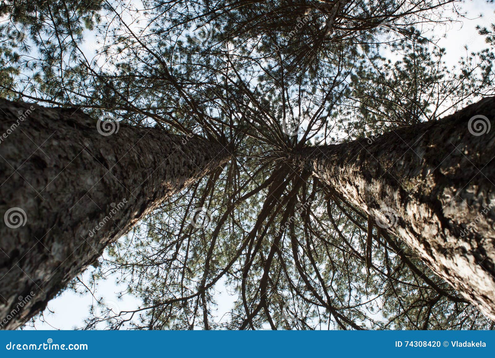 Forest, the Crown of Tree, Trunks of Trees Heavenward into the S Stock ...