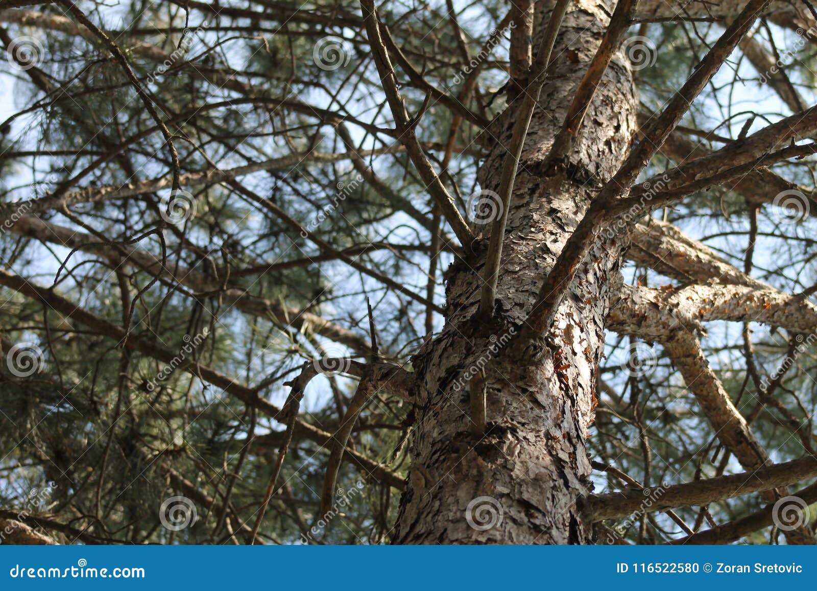 Forest, the crown of tree stock photo. Image of limb - 116522580