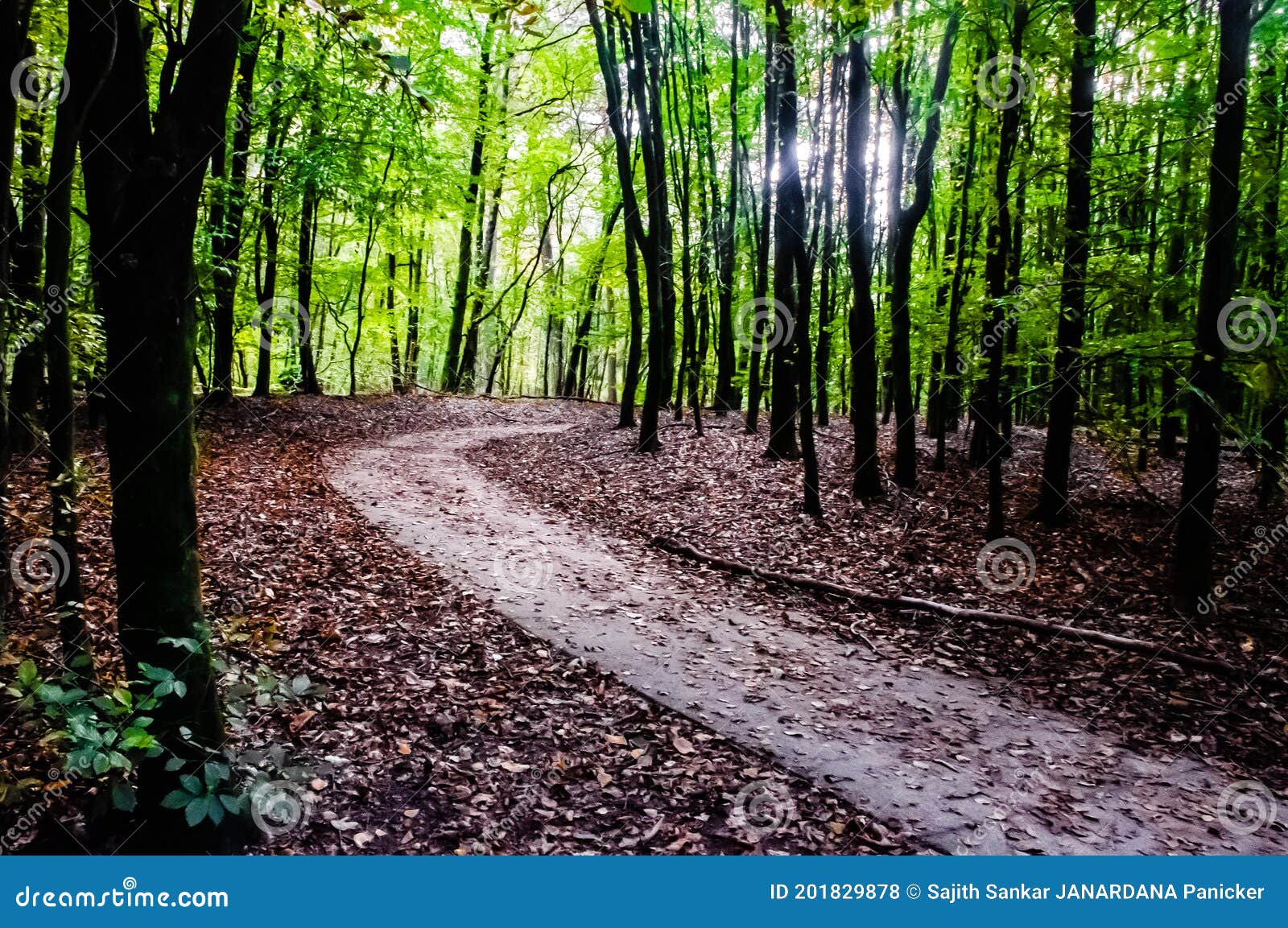A Forest Curved Path in the Fall with Lot of Trees Stock Photo - Image ...