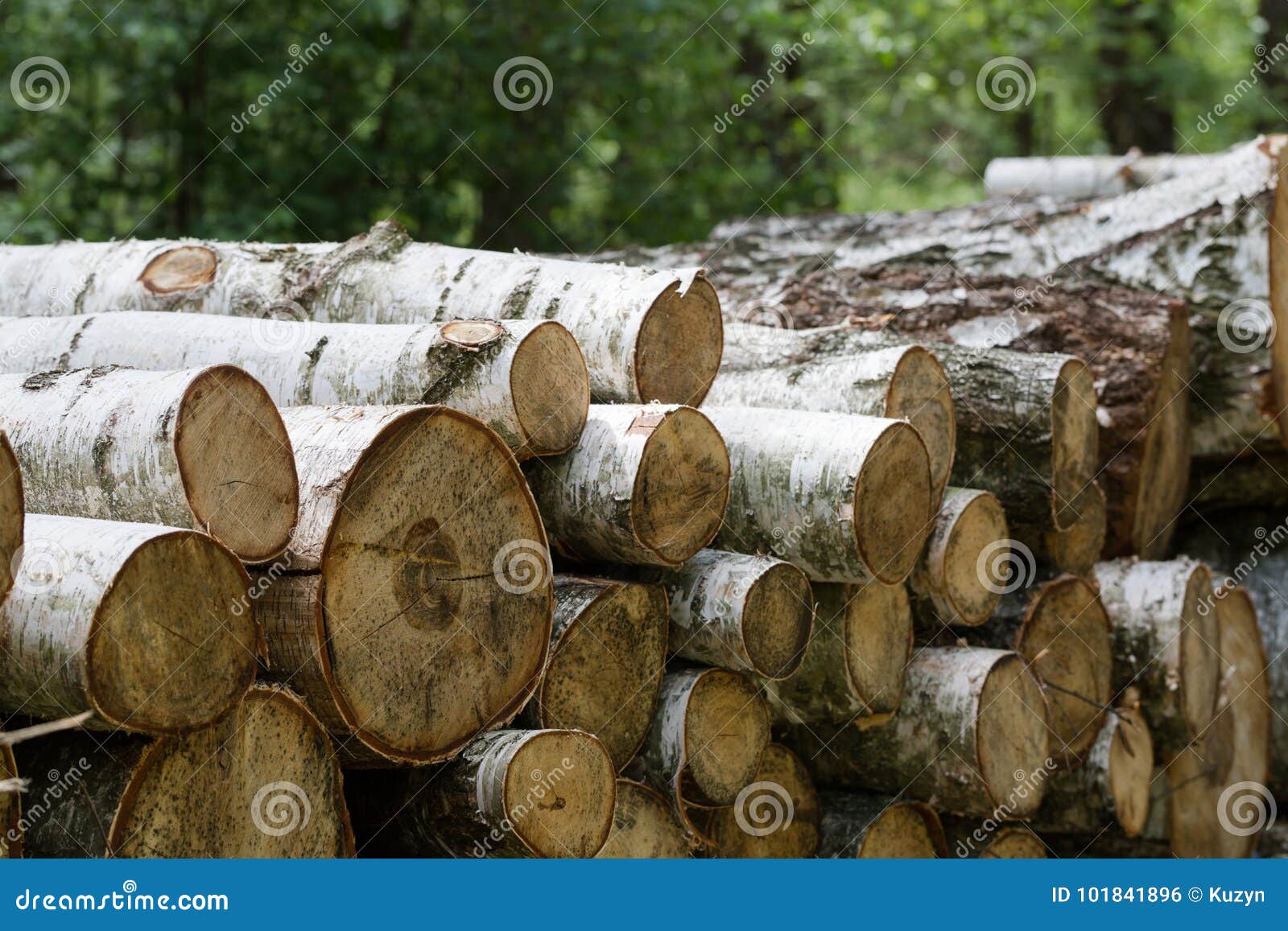 Forest Cut, Cut Pine, Birch Tree Logs Arranged in Order in Cubic Stock ...
