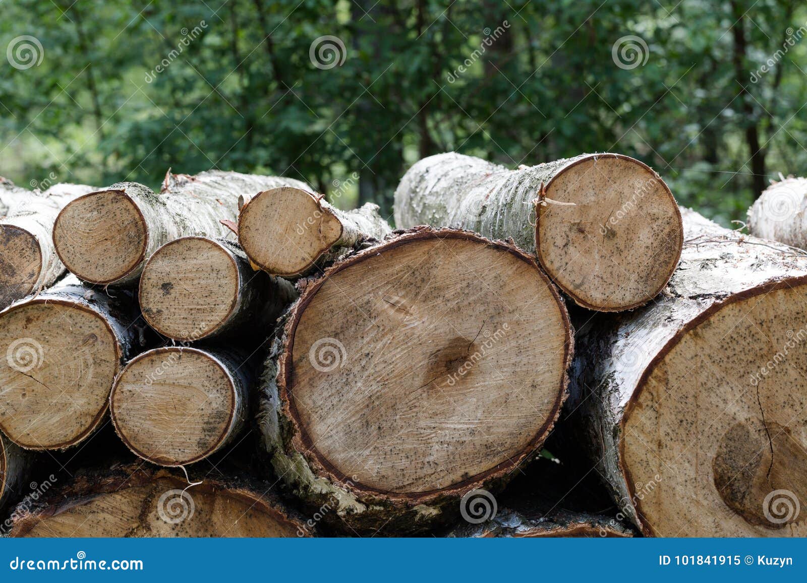 Forest Cut, Cut Pine, Birch Tree Logs Arranged in Order in Cubic Stock ...