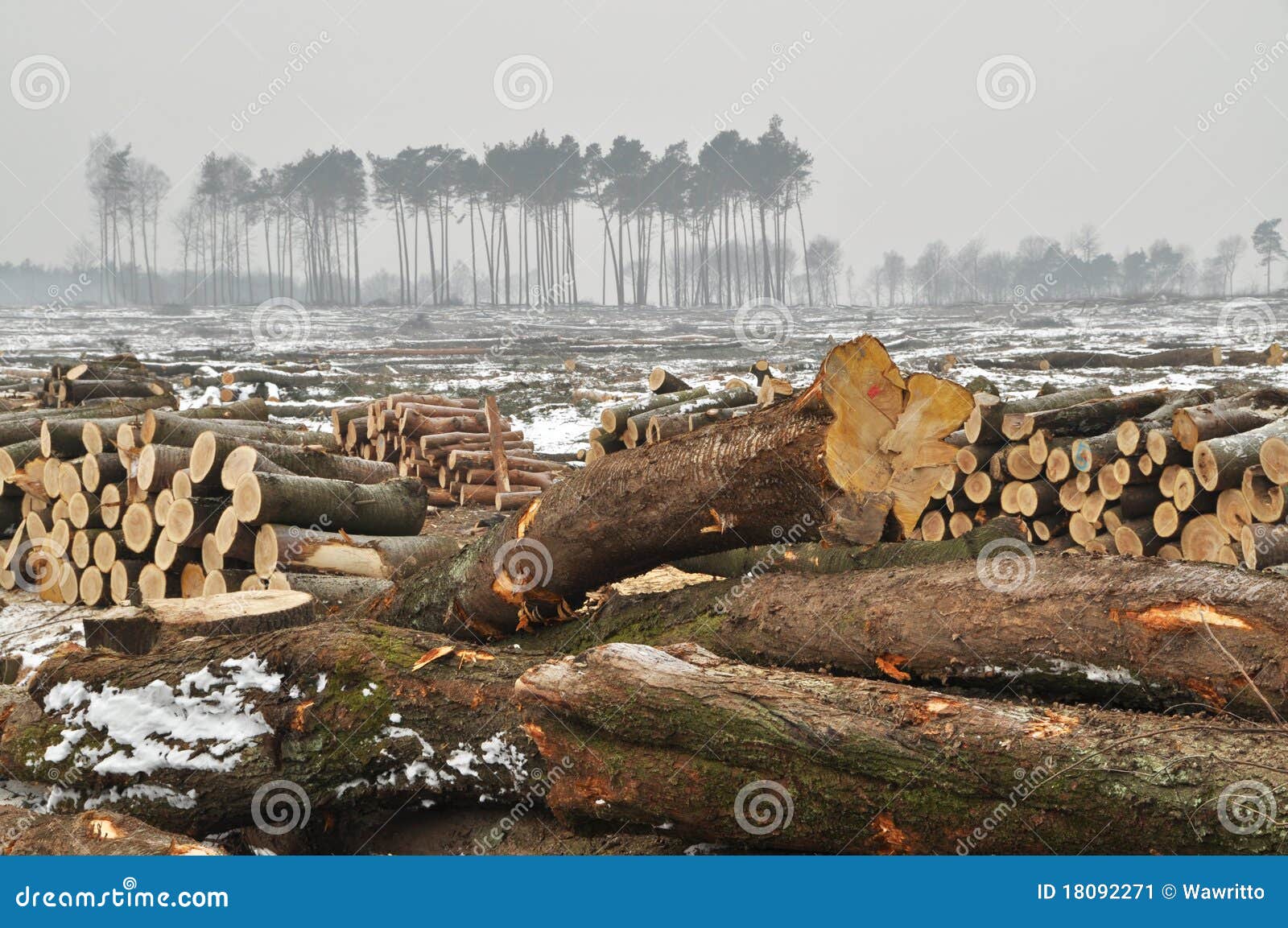 A forest cut down stock image. Image of environmentalism - 18092271