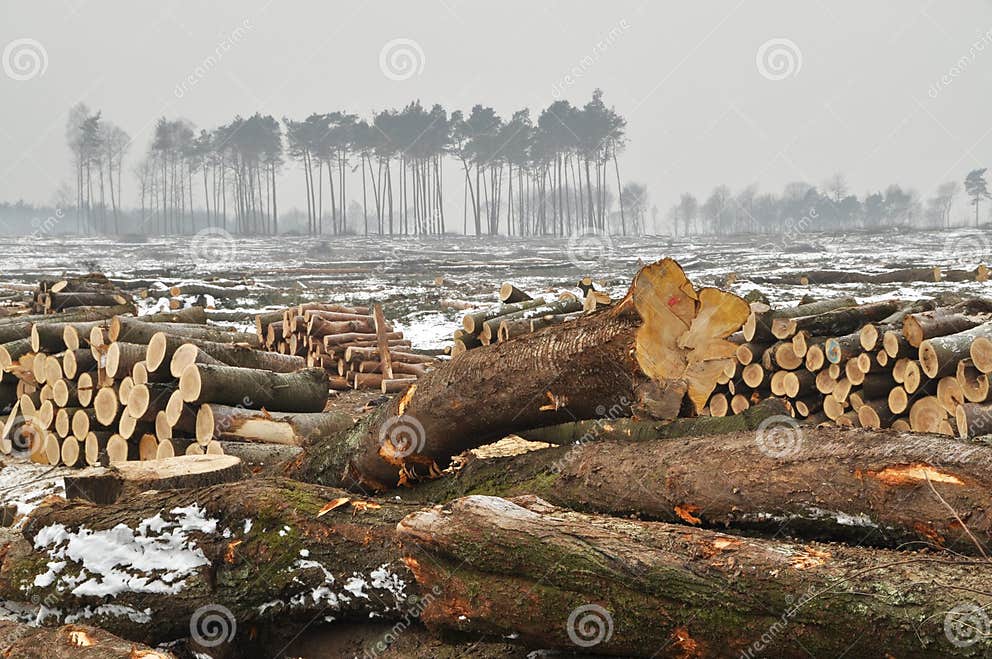 A forest cut down stock image. Image of environmentalism - 18092271