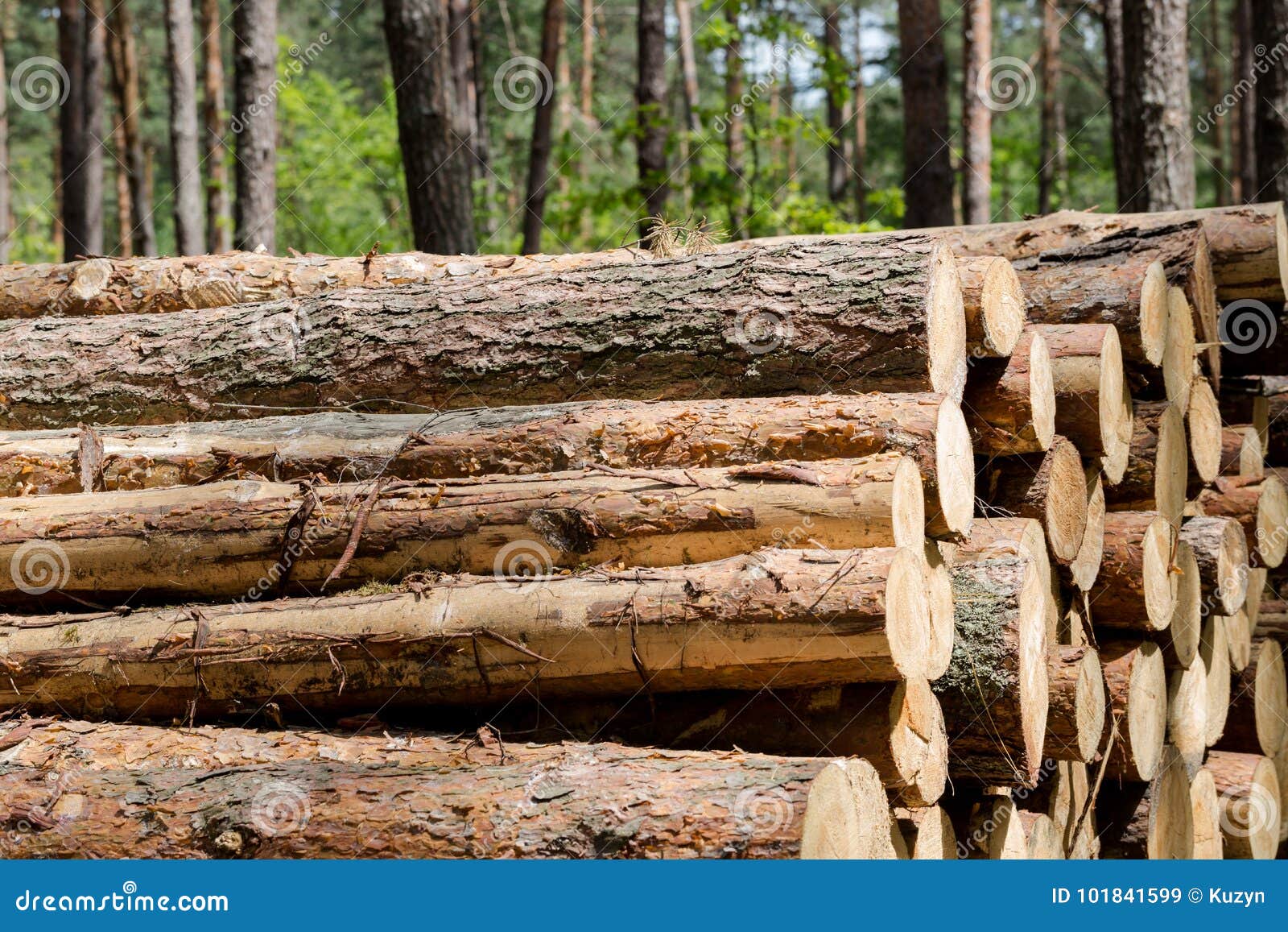 Forest Cut, Cut Pine, Birch Tree Logs Arranged in Order in Cubic Stock ...