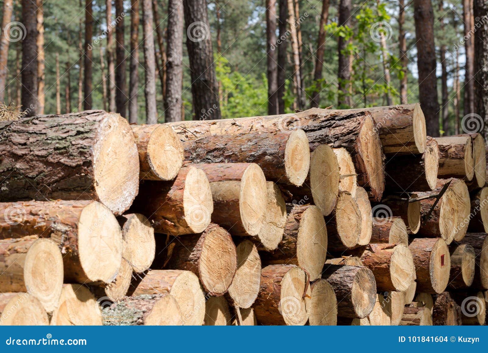Forest Cut, Cut Pine, Birch Tree Logs Arranged in Order in Cubic Stock ...