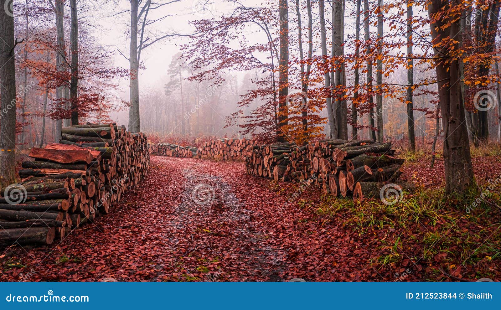 Forest and Cut Trees in Autumn. Deforestation in Poland Stock Photo ...