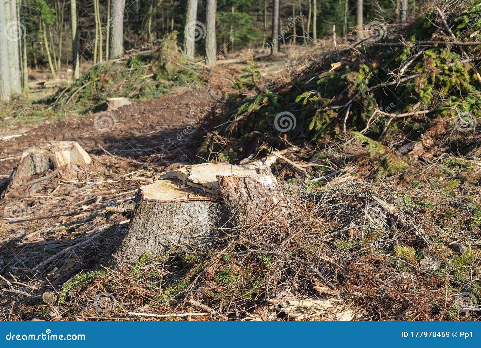 Forest Cut Trees Logging, Pine Spruce Branches Cut Down Pile Stock ...