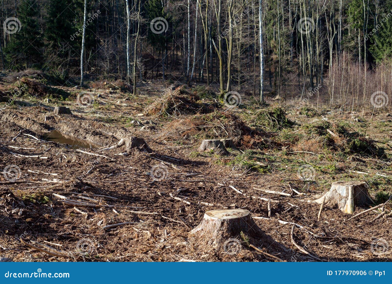 Forest Cut Trees Logging, Pine Spruce Branches Cut Down Pile Stock ...