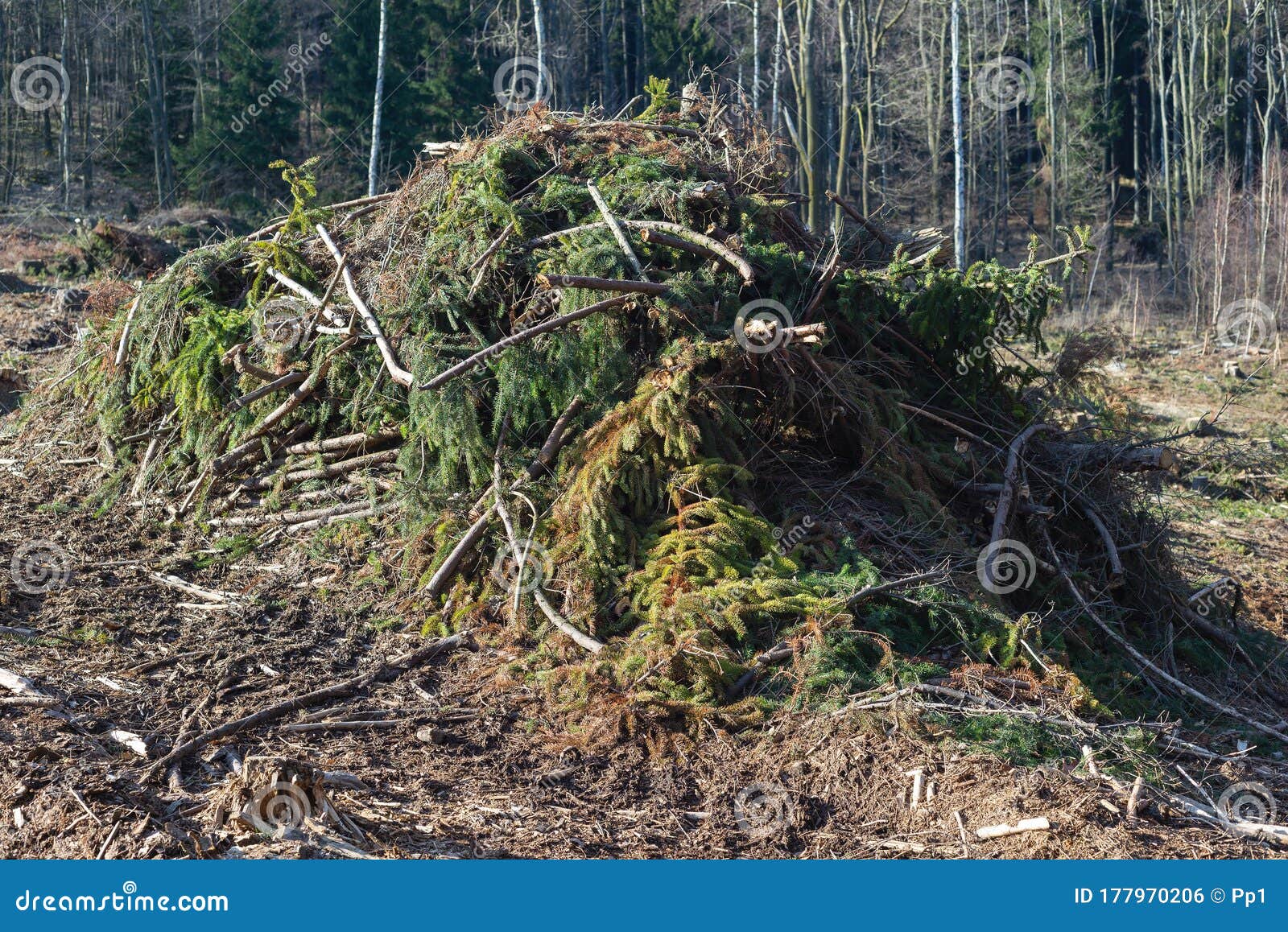Forest Cut Trees Logging, Pine Spruce Branches Cut Down Pile Stock ...