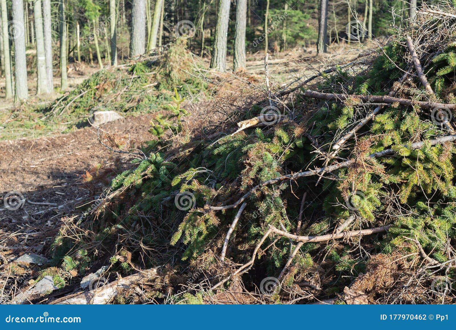 Logging Pine Log Piles Royalty-Free Stock Image | CartoonDealer.com ... Logging Pine Log Piles Royalty-Free Stock Image | CartoonDealer.com ...