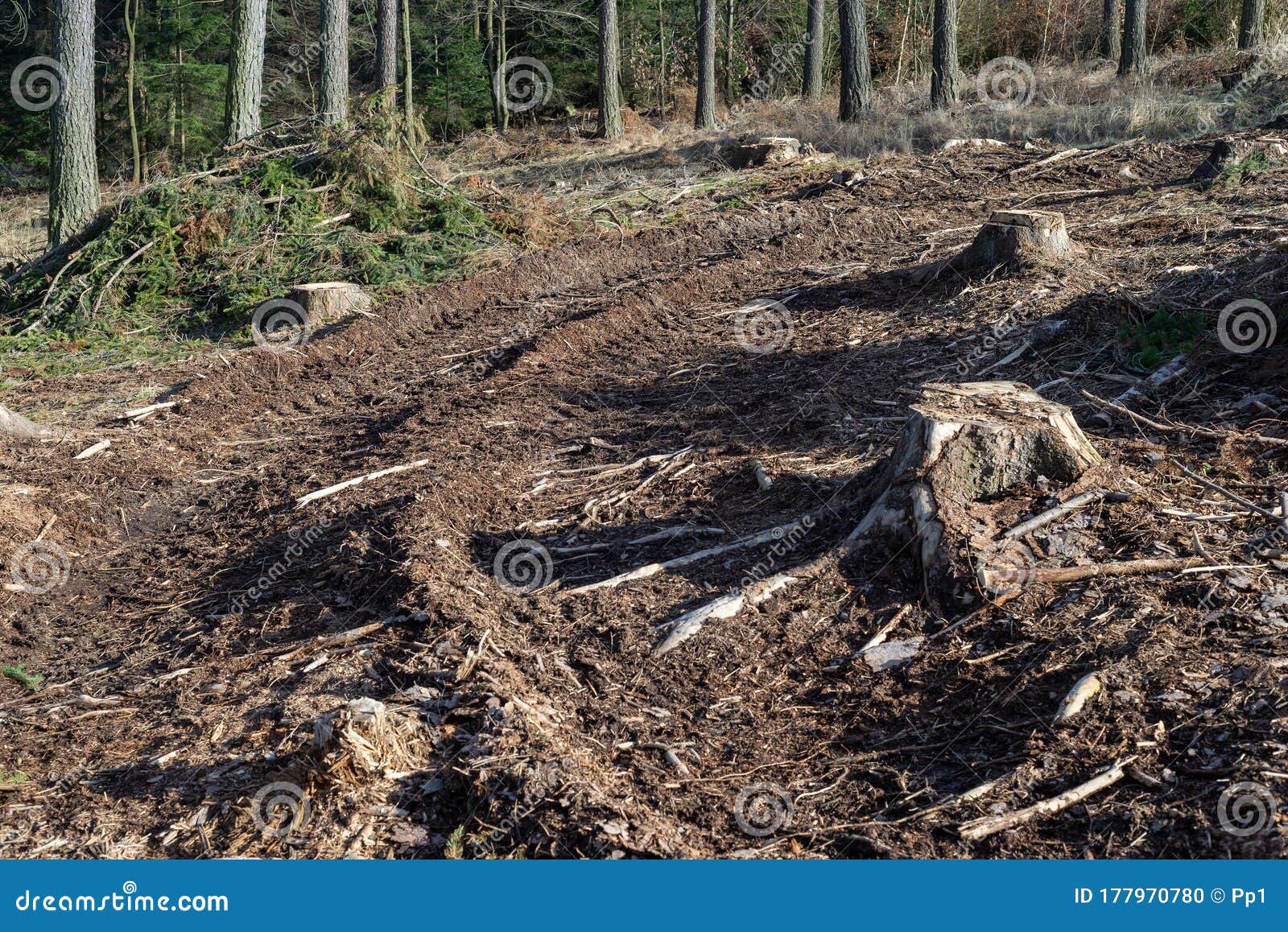 Forest Cut Trees Logging, Pine Spruce Branches Cut Down Pile Stock ...