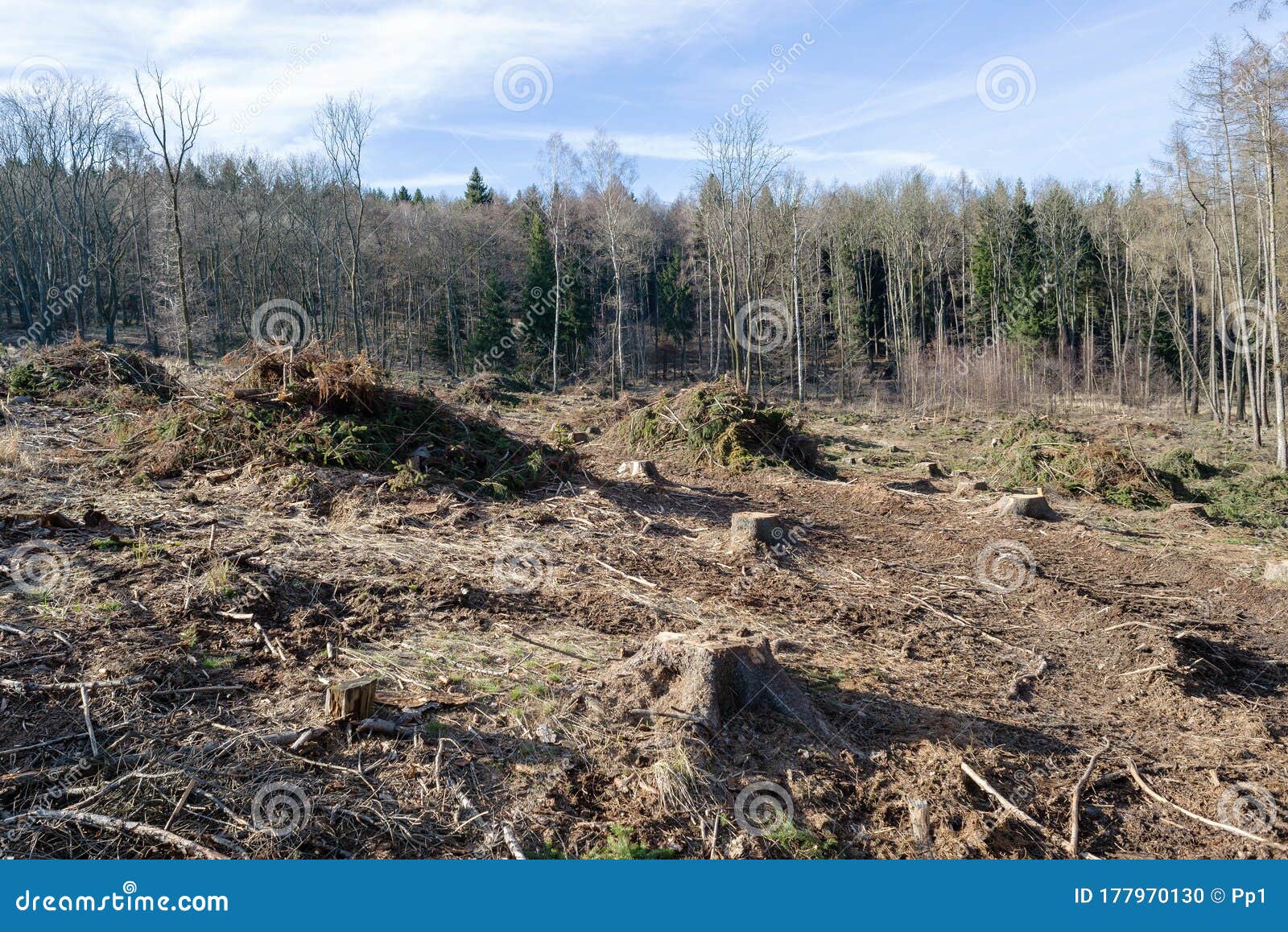 Logging Pine Log Piles Royalty-Free Stock Image | CartoonDealer.com ... Logging Pine Log Piles Royalty-Free Stock Image | CartoonDealer.com ...
