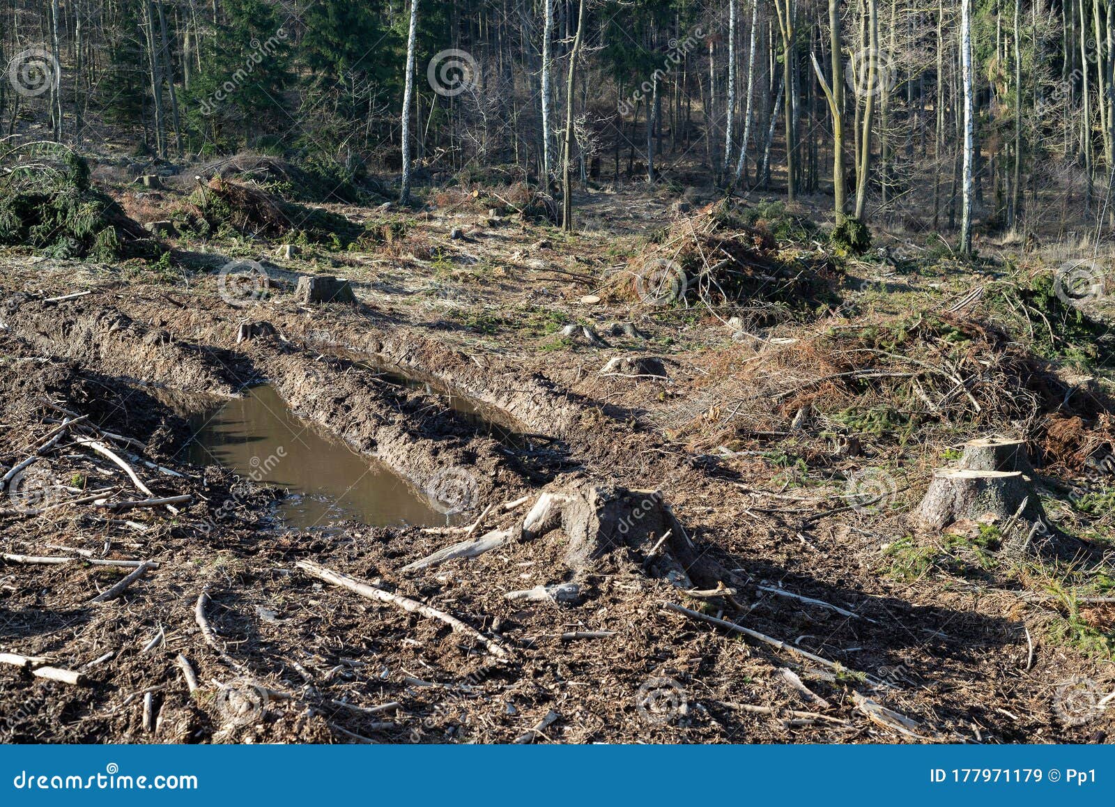 Logging Pine Log Piles Royalty-Free Stock Image | CartoonDealer.com ... Logging Pine Log Piles Royalty-Free Stock Image | CartoonDealer.com ...