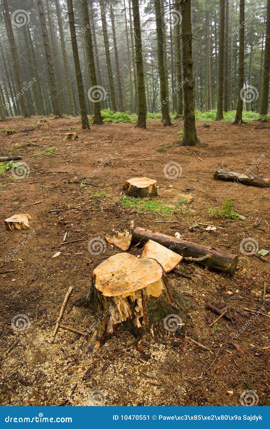 Forest cutting stock image. Image of green, tree, mountain - 10470551