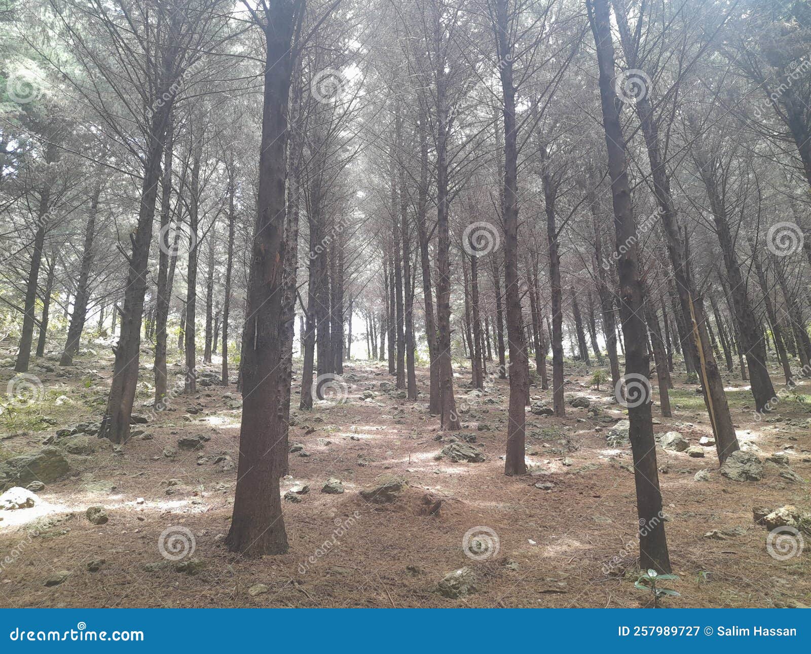 Forest with Cyprus Trees Aligned Straight Stock Image - Image of ...
