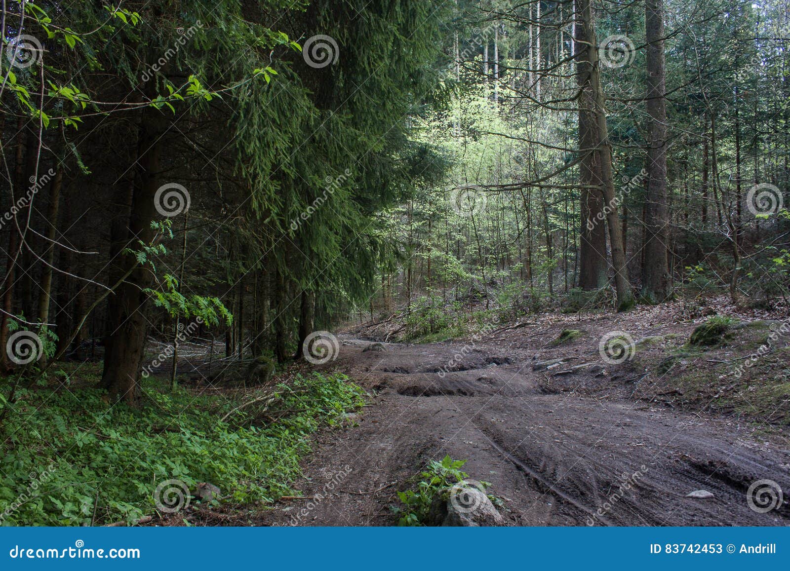 Forest in the Czech Republic Stock Image - Image of landscape, panorama ...