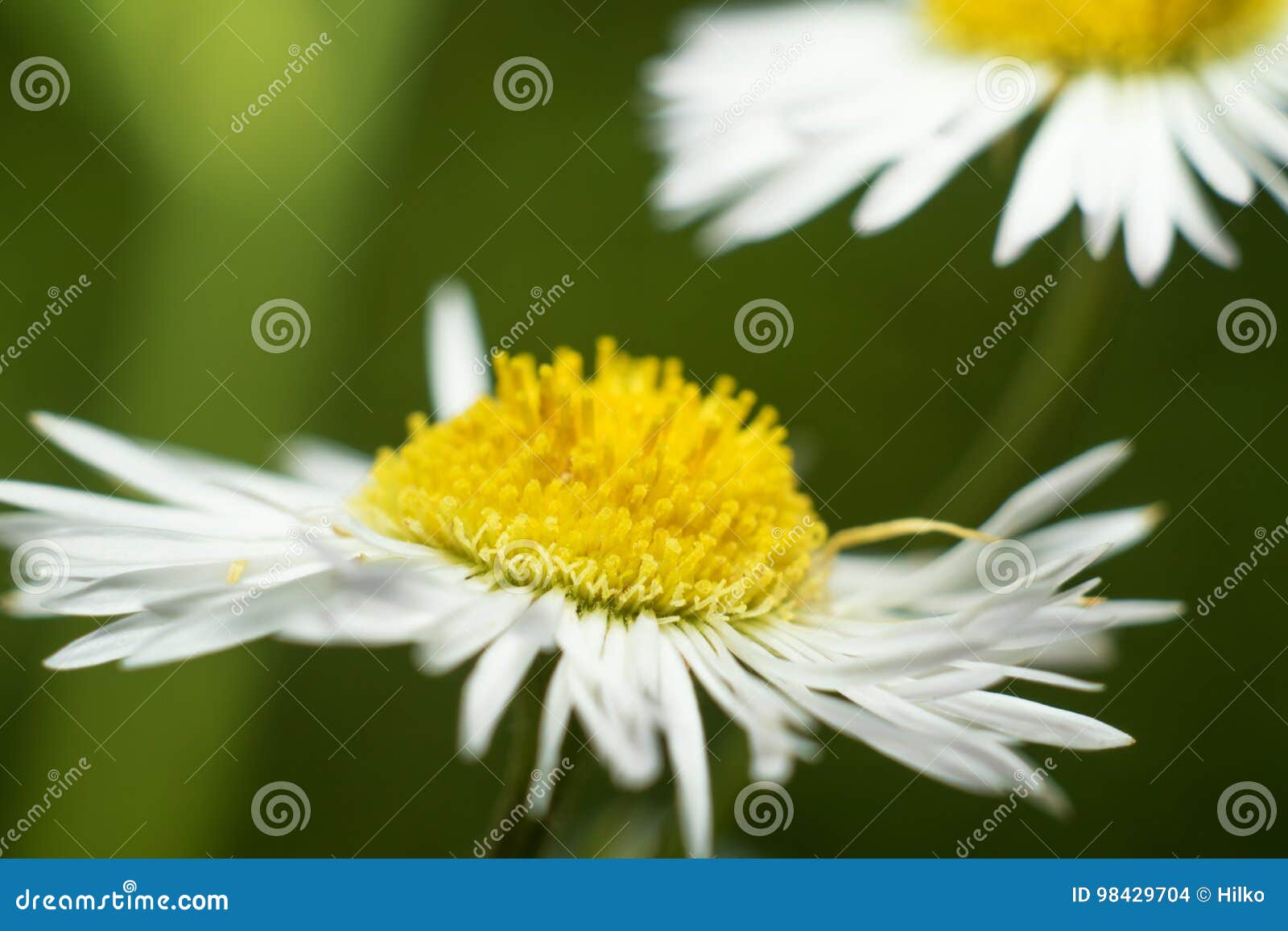 Forest daisy in summer stock photo. Image of color, daisy - 98429704