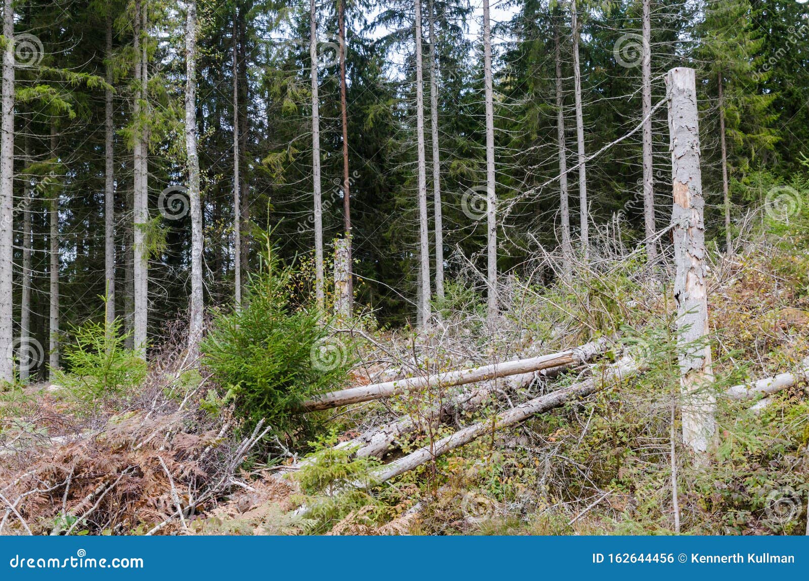 Forest Damaged by Insects and Storms Stock Photo - Image of climate ...