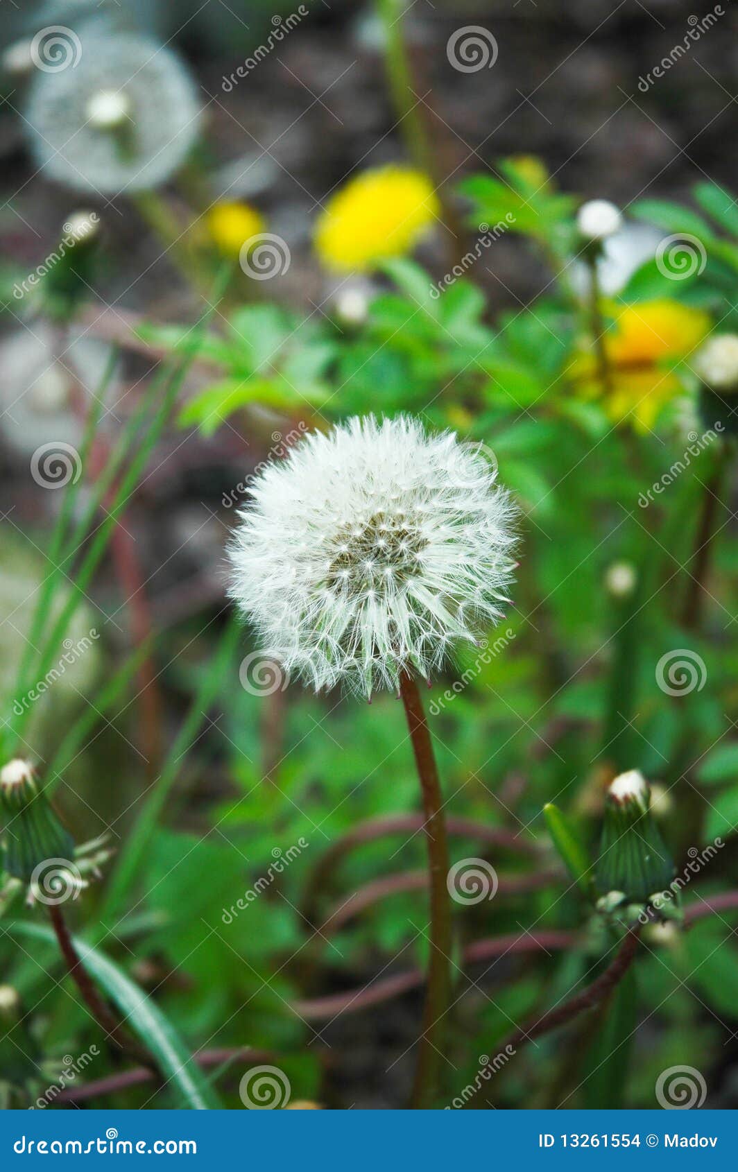 Forest Dandelion stock photo. Image of scene, stem, flimsy - 13261554