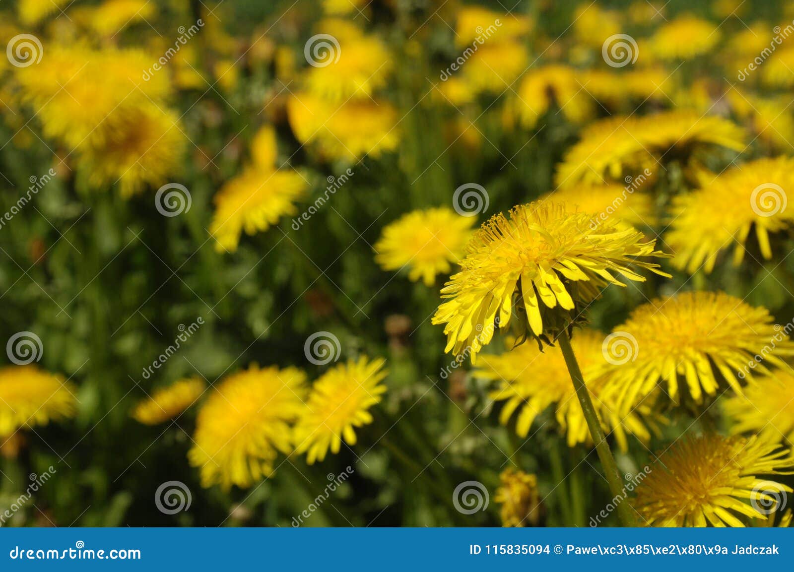 Forest of dandelions stock photo. Image of outside, dandelions - 115835094