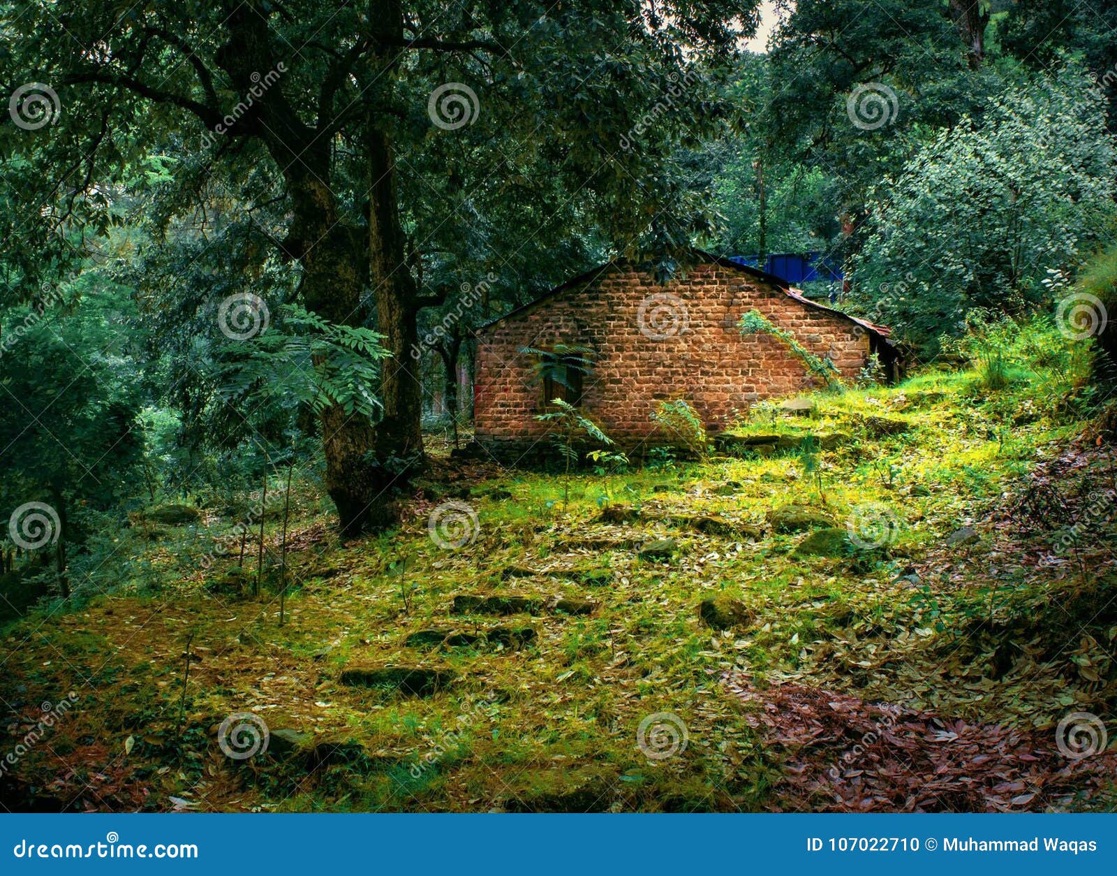 Forest stock photo. Image of forest, danoi, house, nature - 107022710