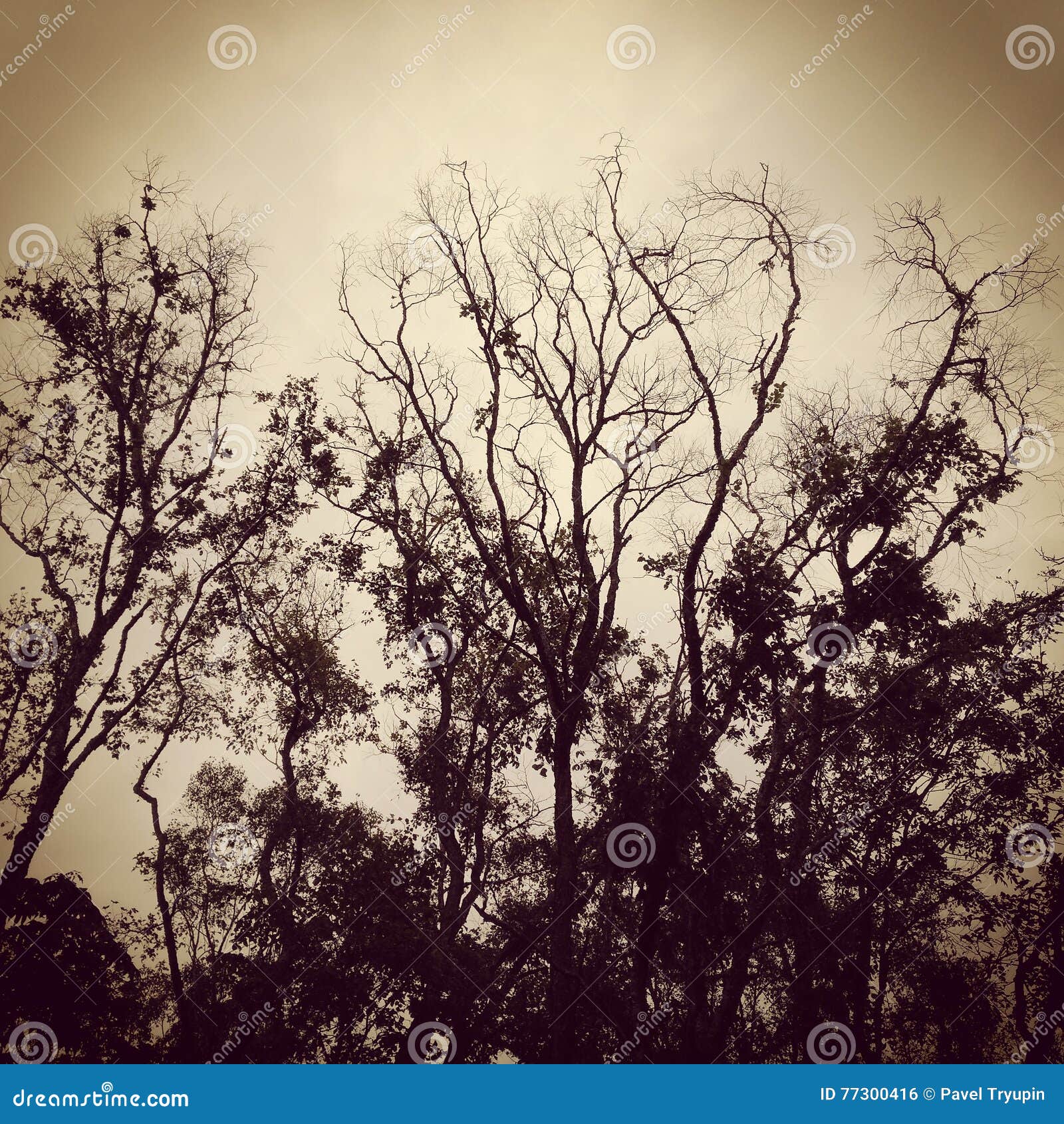 Forest stock photo. Image of trees, dark, evil, tree - 77300416