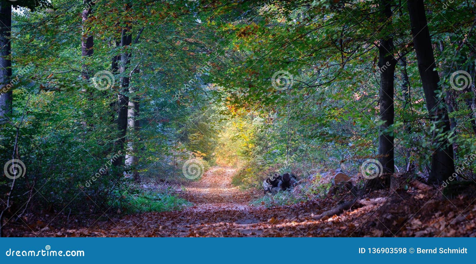 Forest with Dark Trees and Bright Sunny Path Stock Photo - Image of ...