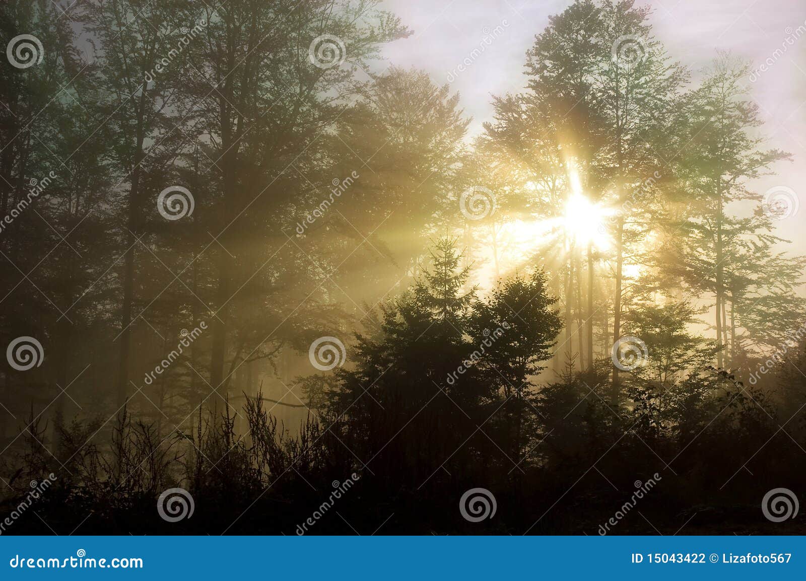 Forest at dawn stock photo. Image of beams, pine, landscape - 15043422